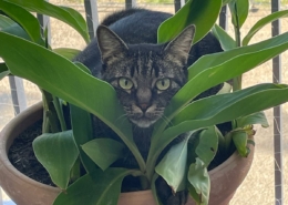 MC++ BLOG – Der Blog für Modernes C++ von Rainer Grimm